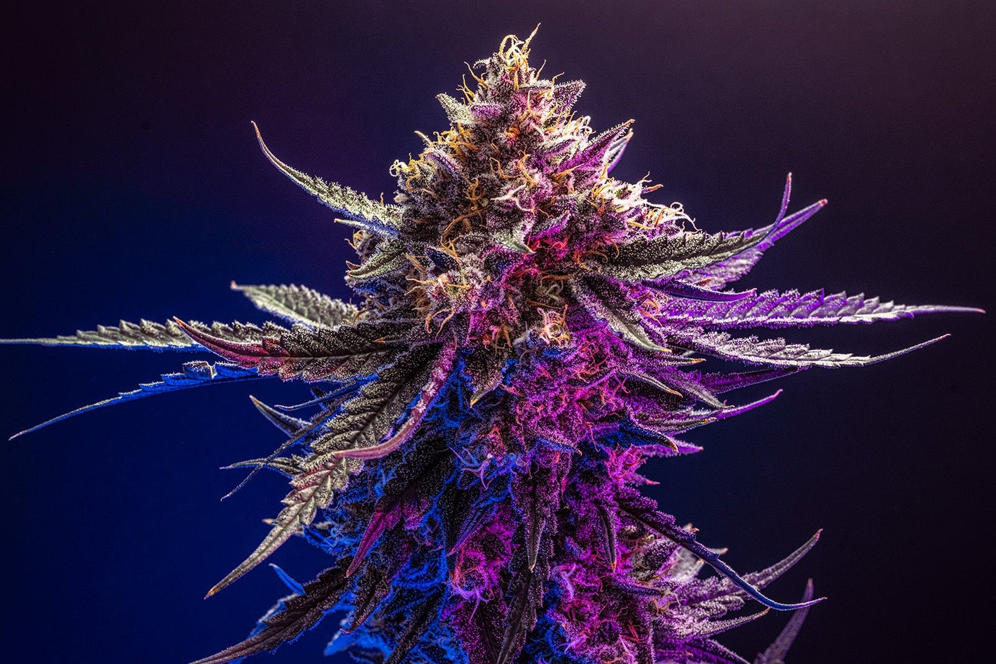 ONO Cannabis – Ono Cannabis